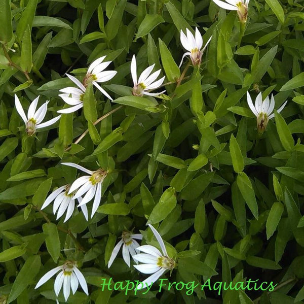 Chinese Creeping Lobelia | Lobelia chinensis – Happy Frog Aquatics