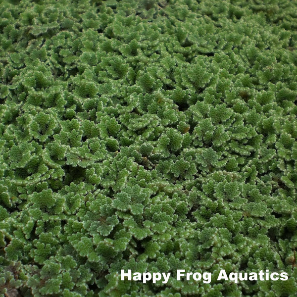 Azolla | Azolla caroliniana | 1/2 Lb. Portion – Happy Frog Aquatics