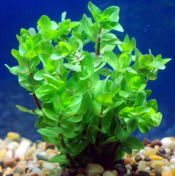 Lemon Bacopa | Bacopa caroliniana – Happy Frog Aquatics