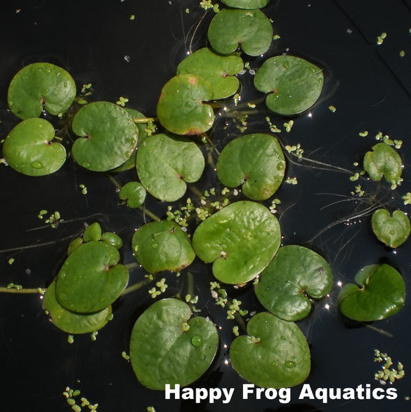 Frogbit (Limnobium spongia) Floating Pond Plant – Happy Frog Aquatics