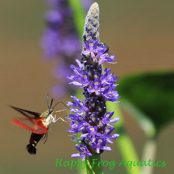 Pickerel Rush Pond Plant - Happy Frog Aquatics
